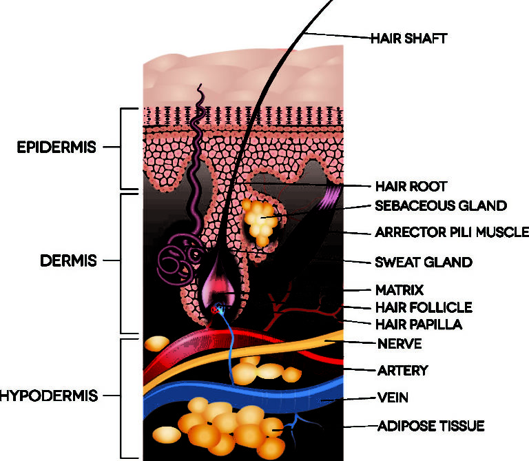 Hair Facts | Hair Growth Facts | Hair Histology | Hair Growth Cycle
